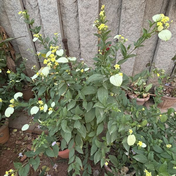 Mussaenda frondosa | Dhobi tree - Indian Flowering plants