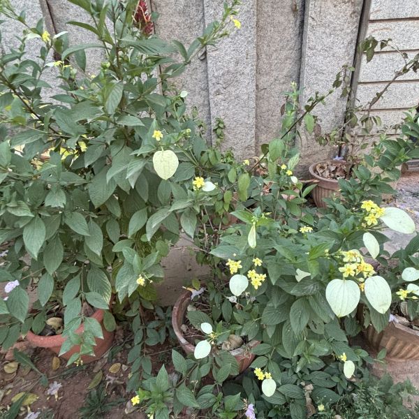 Mussaenda frondosa | Dhobi tree - Indian Flowering plants