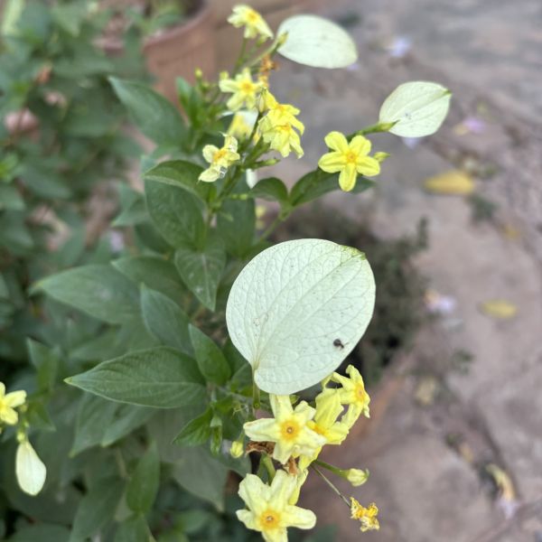 Mussaenda frondosa | Dhobi tree - Indian Flowering plants