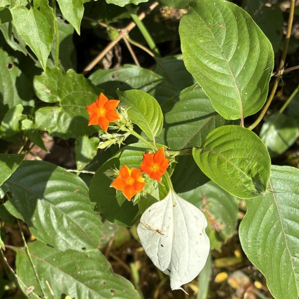 Mussaenda frondosa | Dhobi tree - Indian Flowering plants