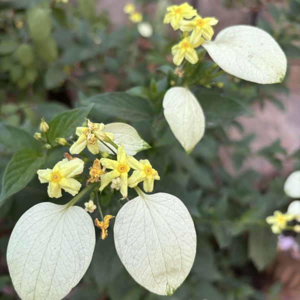 Mussaenda frondosa | Dhobi tree - Indian Flowering plants