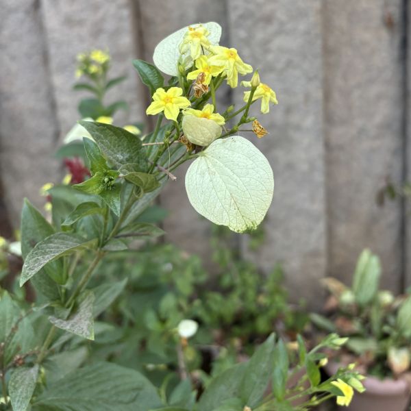 Mussaenda frondosa | Dhobi tree - Indian Flowering plants