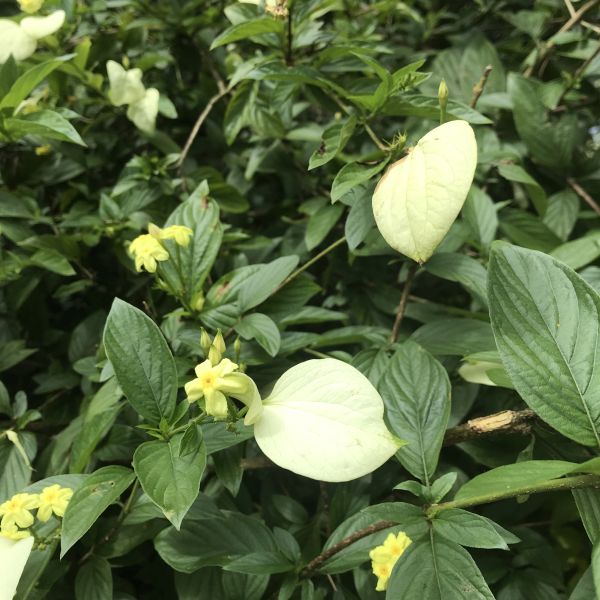 Mussaenda frondosa | Dhobi tree - Indian Flowering plants