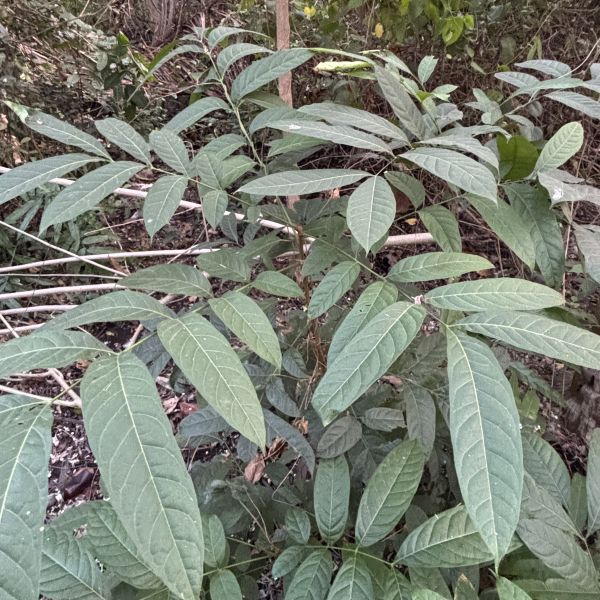 Swietenia mahagoni | Mahogany - Indian Trees - Green Cover Initiative