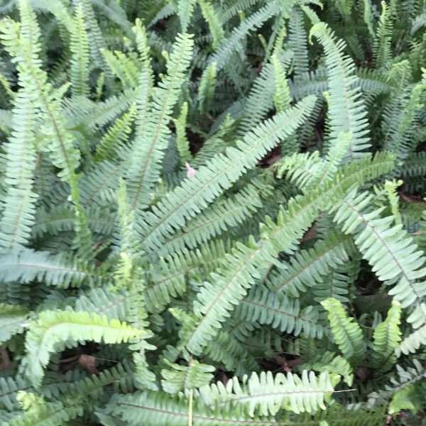 Nephrolepis cordifolia | Fishbone fern - Plant catalog - Green Cover ...