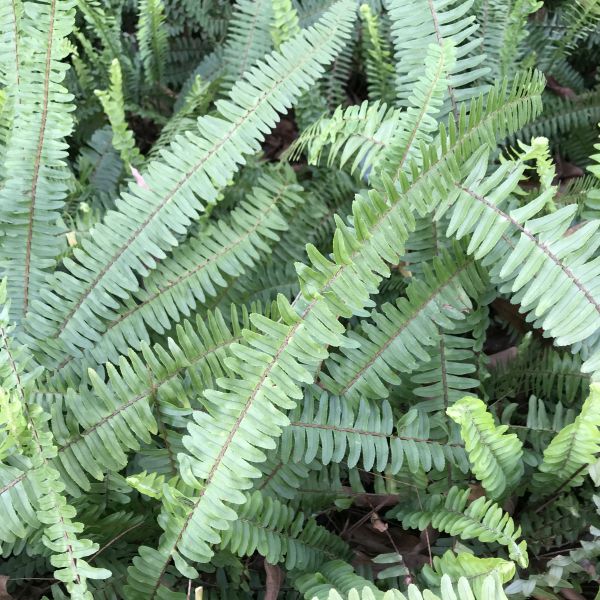 Nephrolepis cordifolia | Fishbone fern - Plant catalog - Green Cover ...