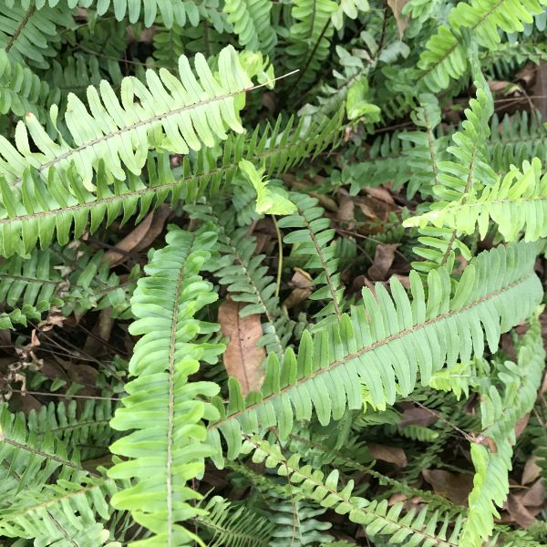 Nephrolepis cordifolia | Fishbone fern - Plant catalog - Green Cover ...