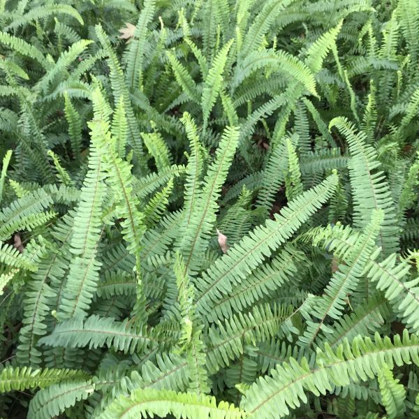 Nephrolepis cordifolia | Fishbone fern - Plant catalog - Green Cover ...