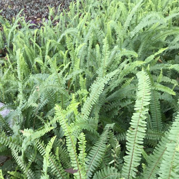Nephrolepis cordifolia | Fishbone fern - Plant catalog - Green Cover ...