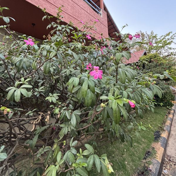 Ravenia spectabilis | Lemonia - Indian flowering plants