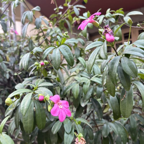 Ravenia spectabilis | Lemonia - Indian flowering plants