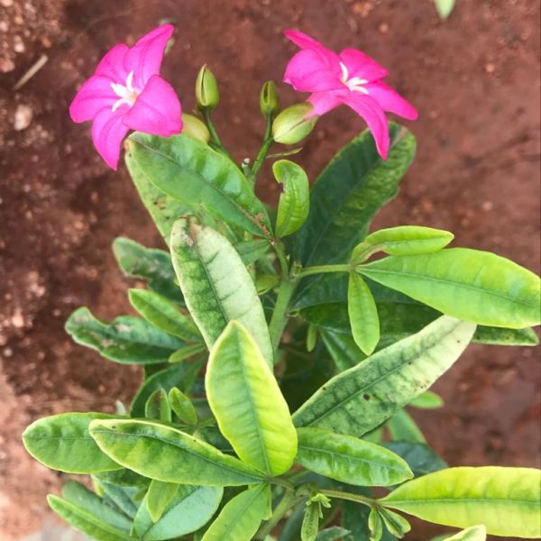 Ravenia spectabilis | Lemonia - Indian flowering plants
