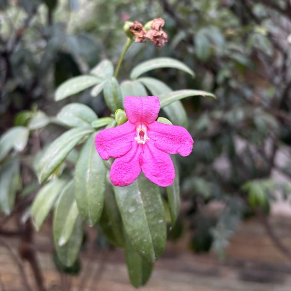 Ravenia spectabilis | Lemonia - Indian flowering plants