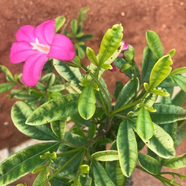 Ravenia spectabilis | Lemonia - Indian flowering plants