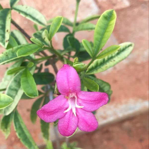 Ravenia spectabilis | Lemonia - Indian flowering plants