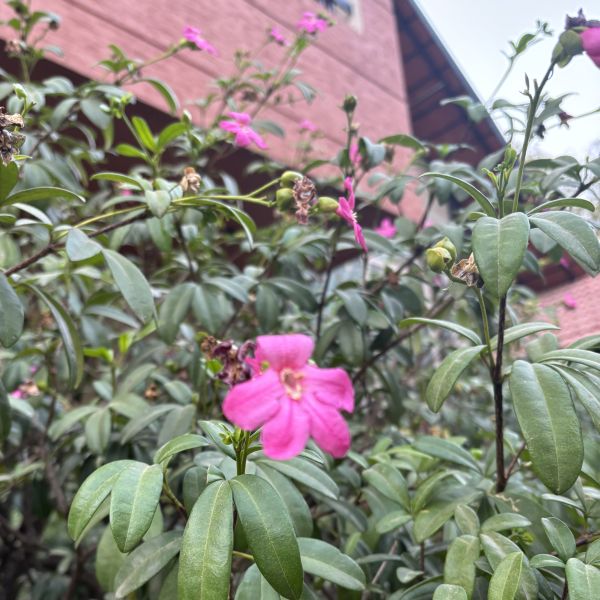 Ravenia spectabilis | Lemonia - Indian flowering plants