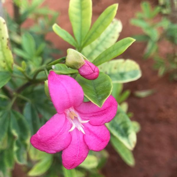 Ravenia spectabilis | Lemonia - Indian flowering plants