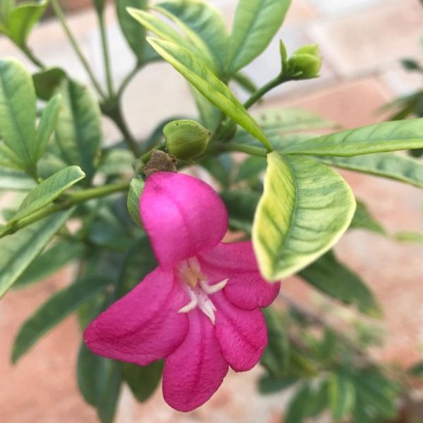 Ravenia spectabilis | Lemonia - Indian flowering plants