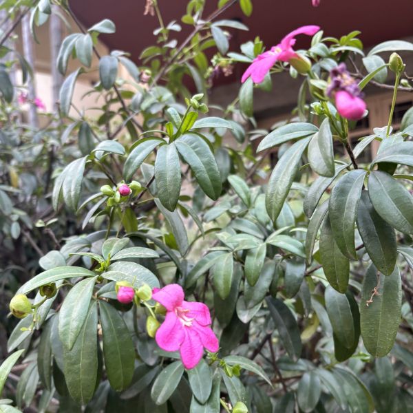 Ravenia spectabilis | Lemonia - Indian flowering plants