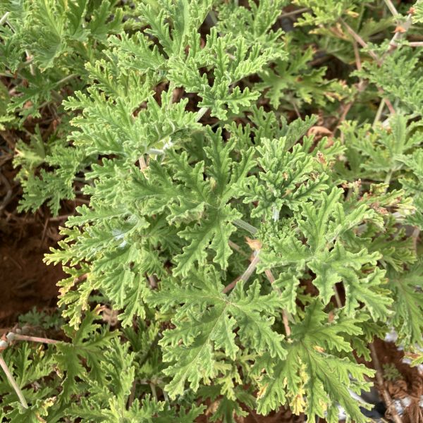 Pelargonium graveolens | Rose geranium - Indian plants
