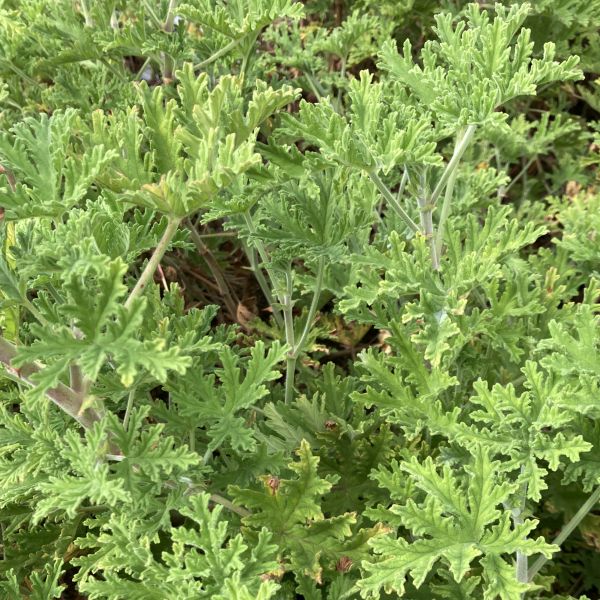 Pelargonium graveolens | Rose geranium - Indian plants