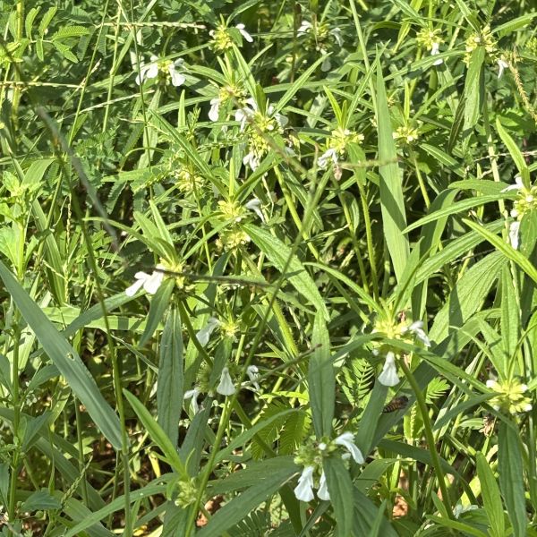 Leucas Aspera | Thumbapoovu | Thumba – Indian Medicinal Plants