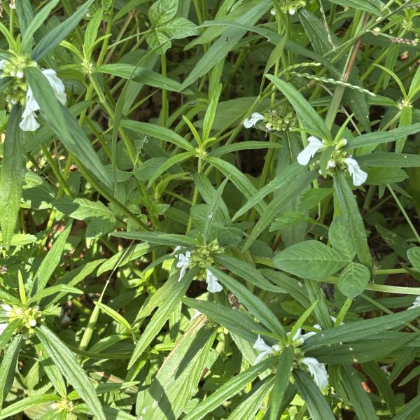 Leucas Aspera | Thumbapoovu | Thumba – Indian Medicinal Plants