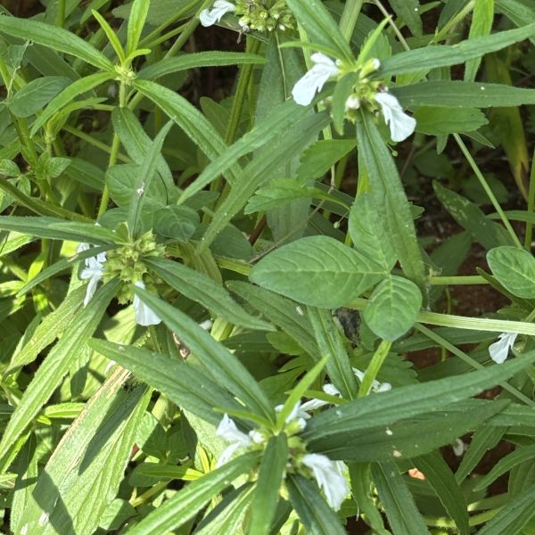 Leucas Aspera | Thumbapoovu | Thumba – Indian Medicinal Plants