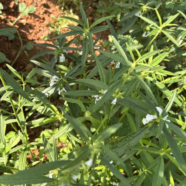 Leucas Aspera | Thumbapoovu | Thumba – Indian Medicinal Plants