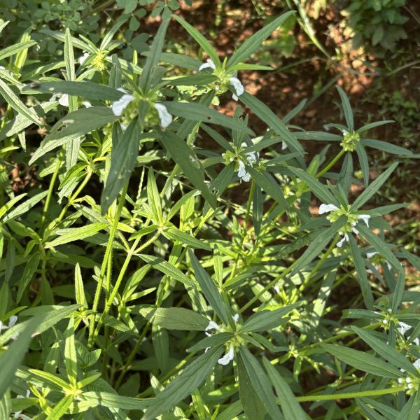 Leucas Aspera | Thumbapoovu | Thumba – Indian Medicinal Plants