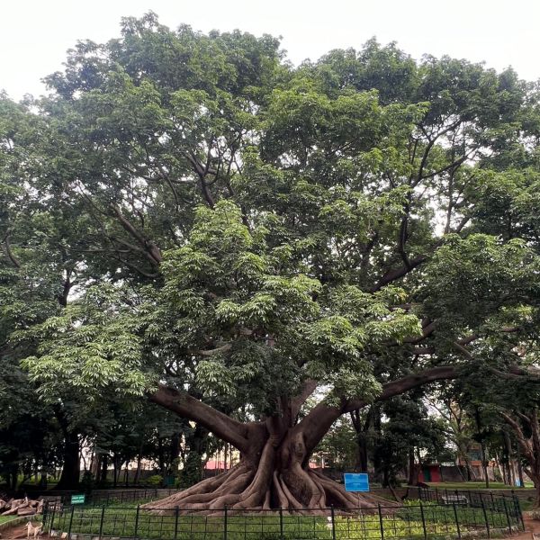 Ceiba pentandra | Silk Cotton Tree - Indian trees