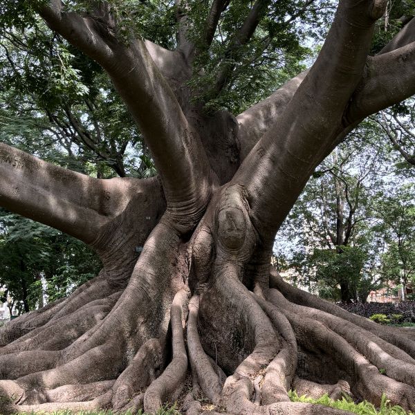 Ceiba pentandra | Silk Cotton Tree - Indian trees