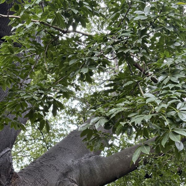 Ceiba pentandra | Silk Cotton Tree - Indian trees