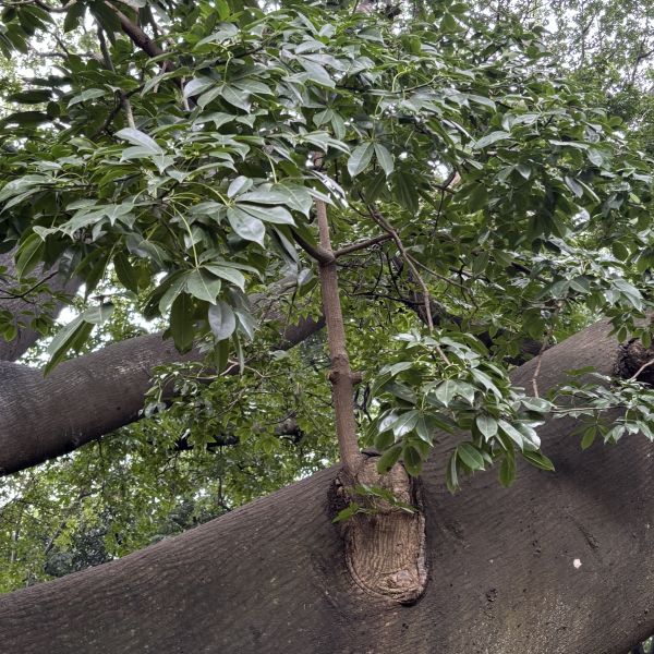 Ceiba pentandra | Silk Cotton Tree - Indian trees