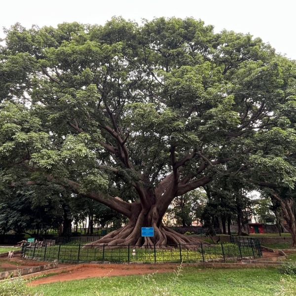 Ceiba pentandra | Silk Cotton Tree - Indian trees