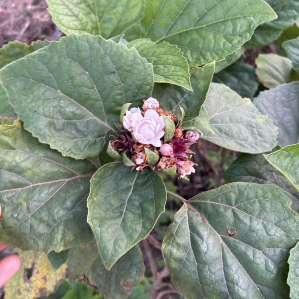 Clerodendrum chinense | Chinese glory bower - Wild plants | Weeds