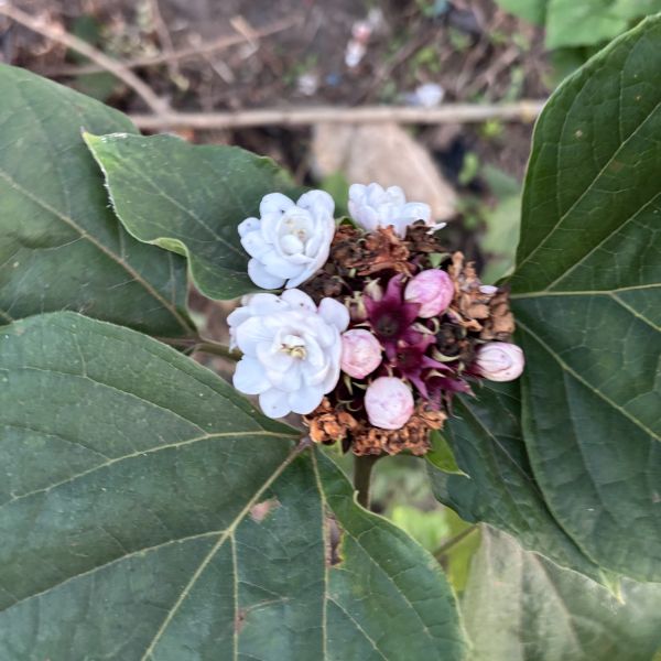Clerodendrum chinense | Chinese glory bower - Wild plants | Weeds
