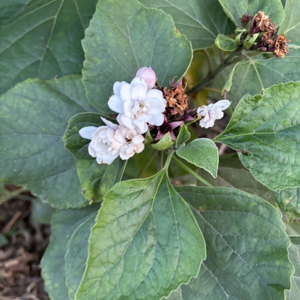 Clerodendrum chinense | Chinese glory bower - Wild plants | Weeds
