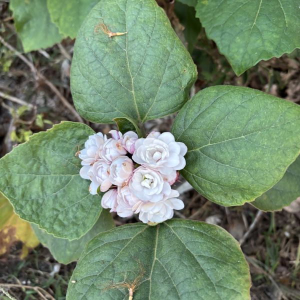 Clerodendrum chinense | Chinese glory bower - Wild plants | Weeds