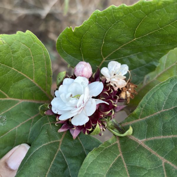 Clerodendrum chinense | Chinese glory bower - Wild plants | Weeds