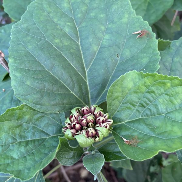 Clerodendrum chinense | Chinese glory bower - Wild plants | Weeds