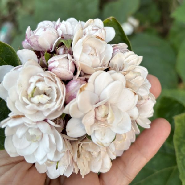 Clerodendrum chinense | Chinese glory bower - Wild plants | Weeds