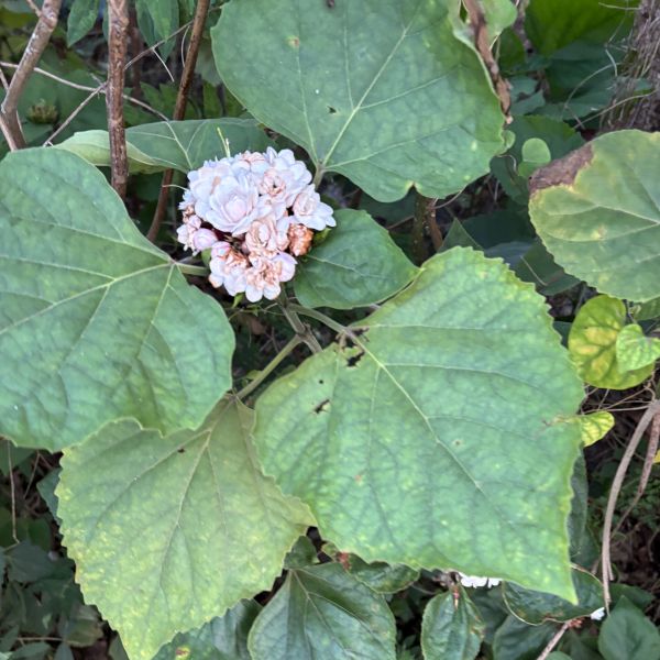 Clerodendrum chinense | Chinese glory bower - Wild plants | Weeds