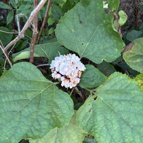 Clerodendrum chinense | Chinese glory bower - Wild plants | Weeds