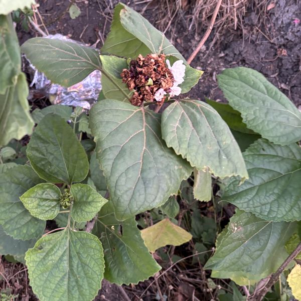 Clerodendrum chinense | Chinese glory bower - Wild plants | Weeds