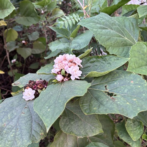 Clerodendrum chinense | Chinese glory bower - Wild plants | Weeds