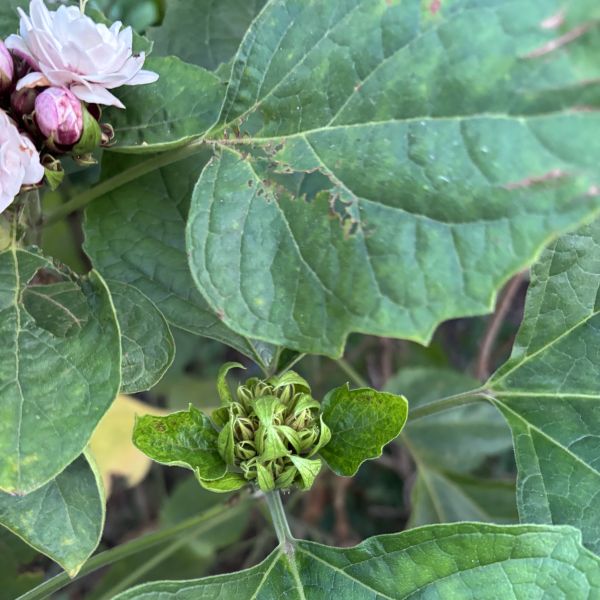 Clerodendrum chinense | Chinese glory bower - Wild plants | Weeds