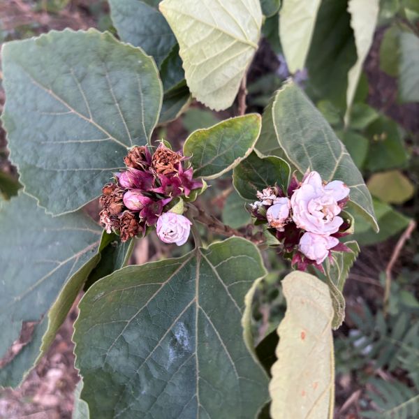 Clerodendrum chinense | Chinese glory bower - Wild plants | Weeds