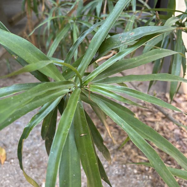 Dracaena angustifolia | Narrow-leaf dragon tree - Leafy garden plants