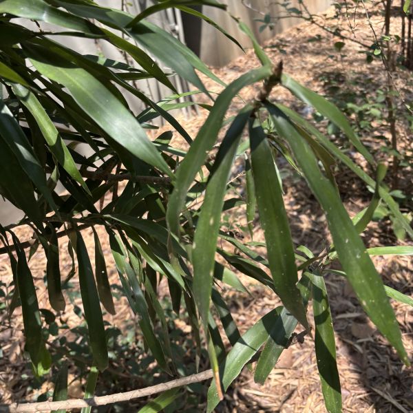 Dracaena angustifolia | Narrow-leaf dragon tree - Leafy garden plants